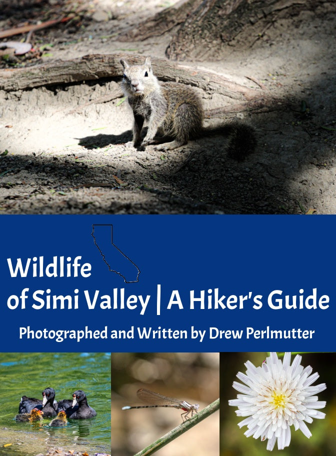 Wildlife of Simi Valley Book – Thorny Toad Photography